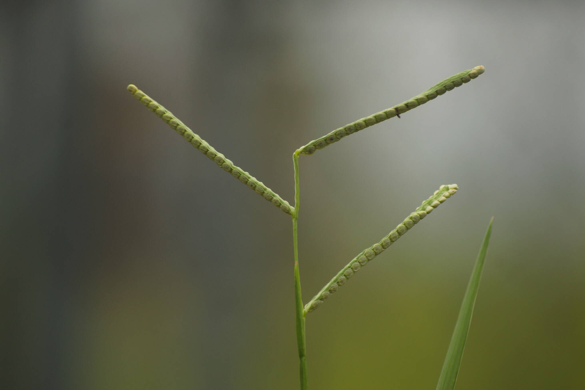 Kodo millet (Kodra) – shreeannas